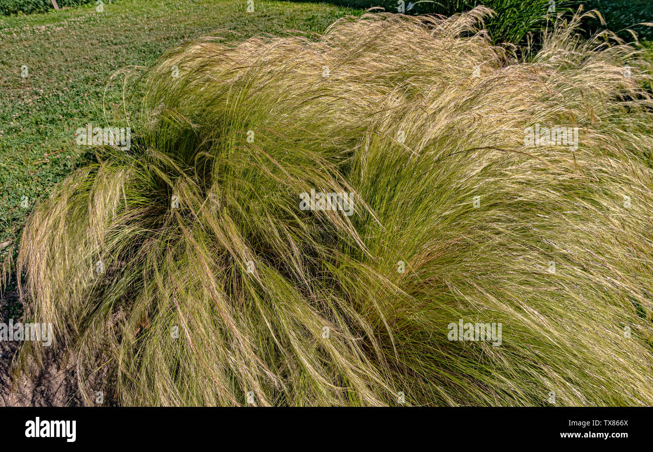 Italy Piedmont Turin Valentino botanical garden - Graminaceae - Stipa ...