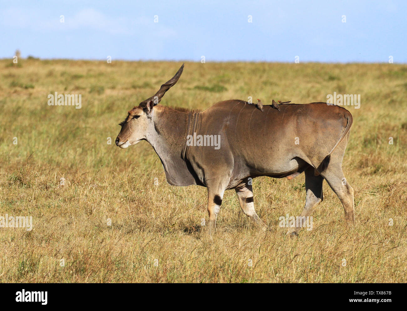 Eland male Taurotragus oryx with oxpecker birds on back walking green ...