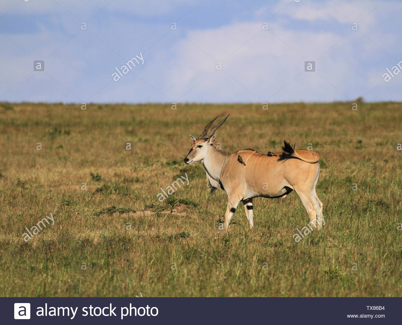 Birds Of The Masai Mara High Resolution Stock Photography and Images ...