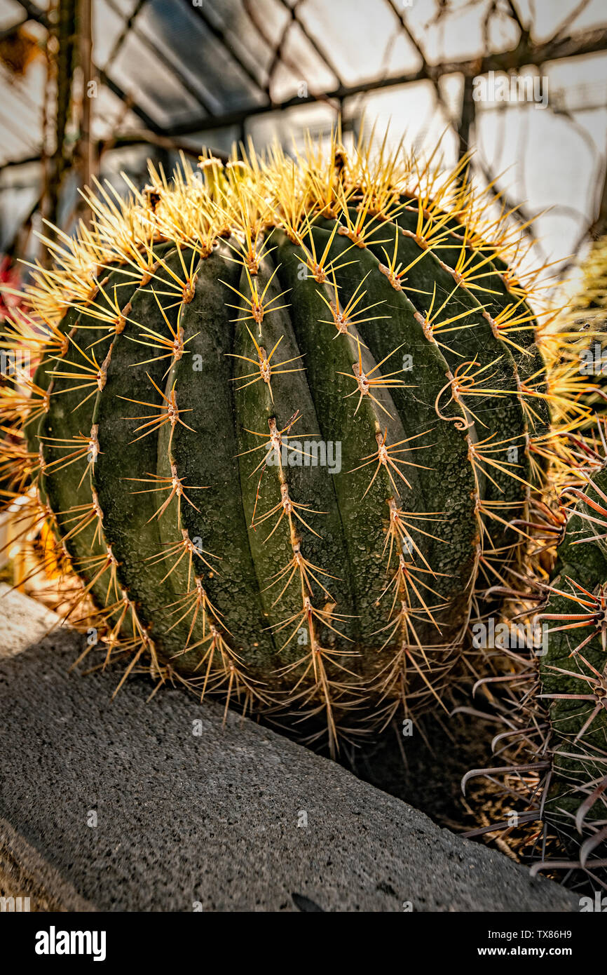 Italy Piedmont Turin Valentino botanical garden - cactaceae ...