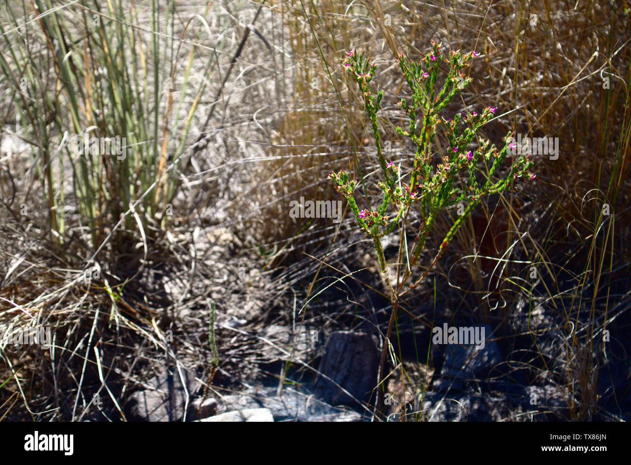 Brazilian savana hi-res stock photography and images - Alamy