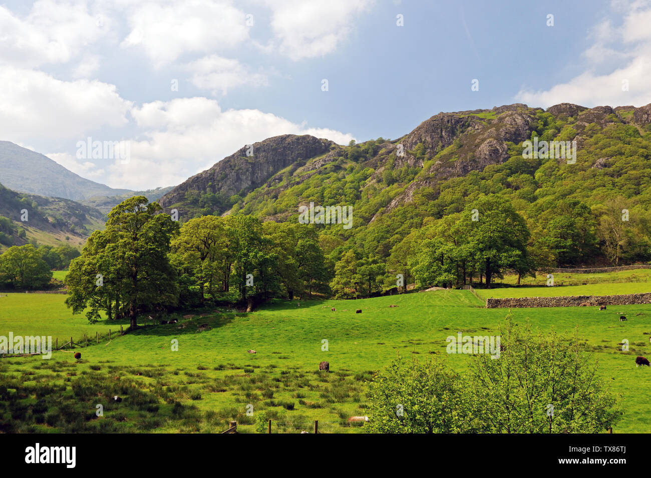 Holme fell trees hi-res stock photography and images - Alamy