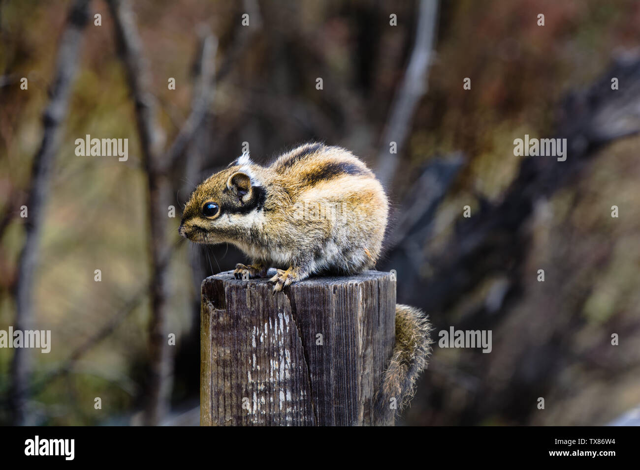 Squirrels of china hi-res stock photography and images - Alamy