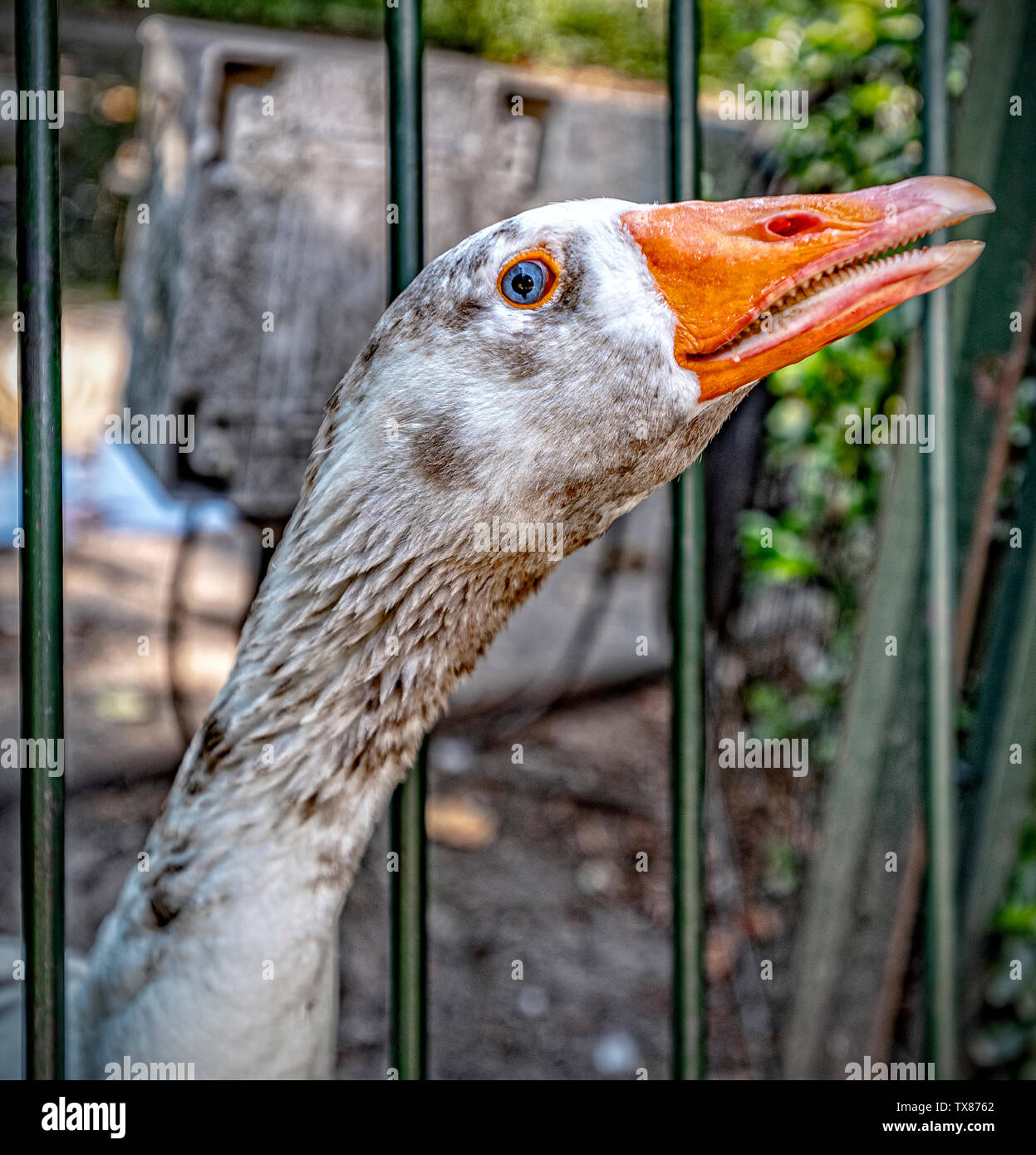 Italy Piedmont Turin Valentino botanical garden - goose closed behind ...