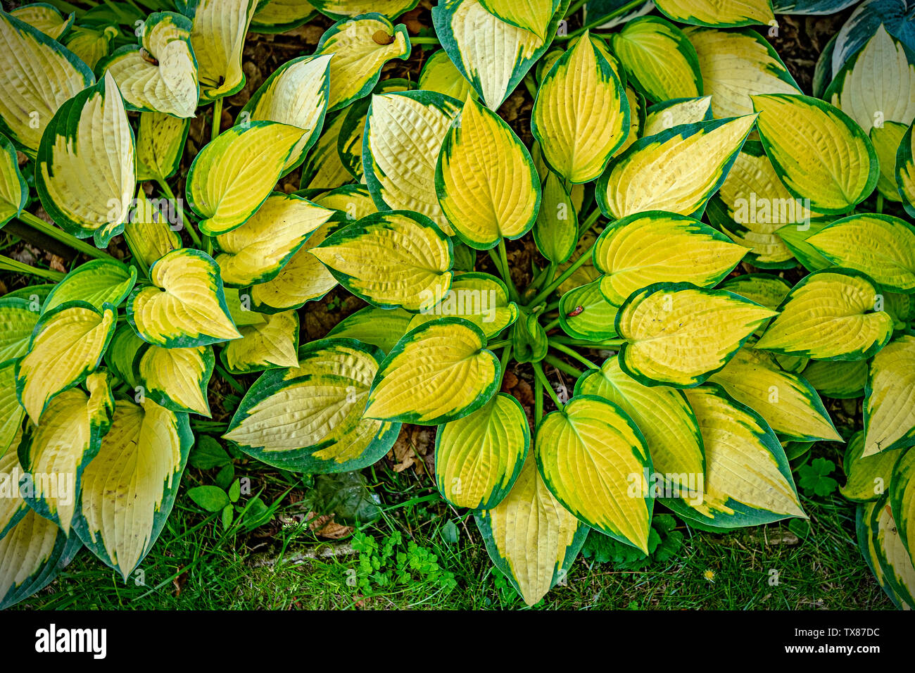 Hosta verde hi-res stock photography and images - Alamy