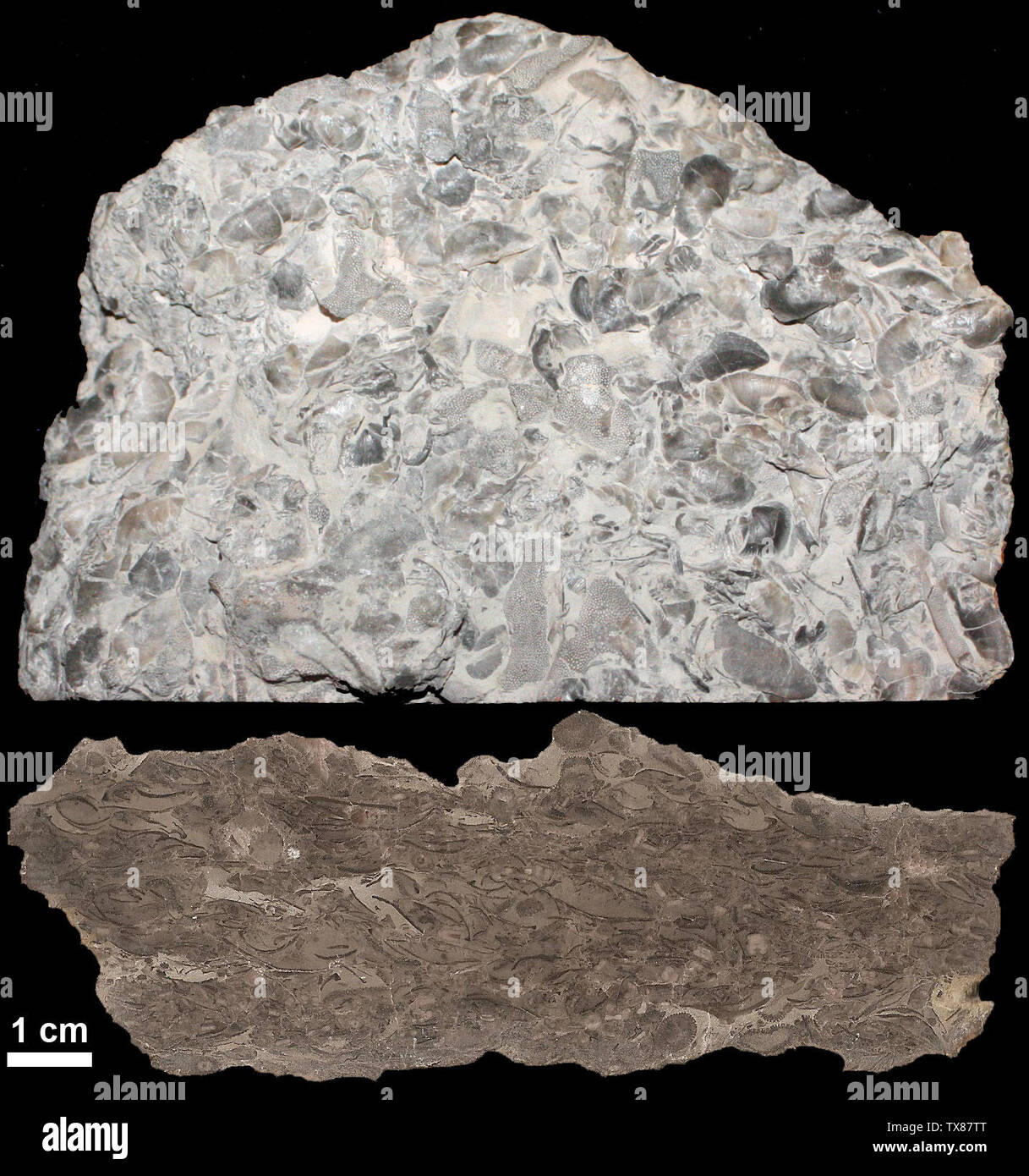 Ohio fossils hi-res stock photography and images - Alamy