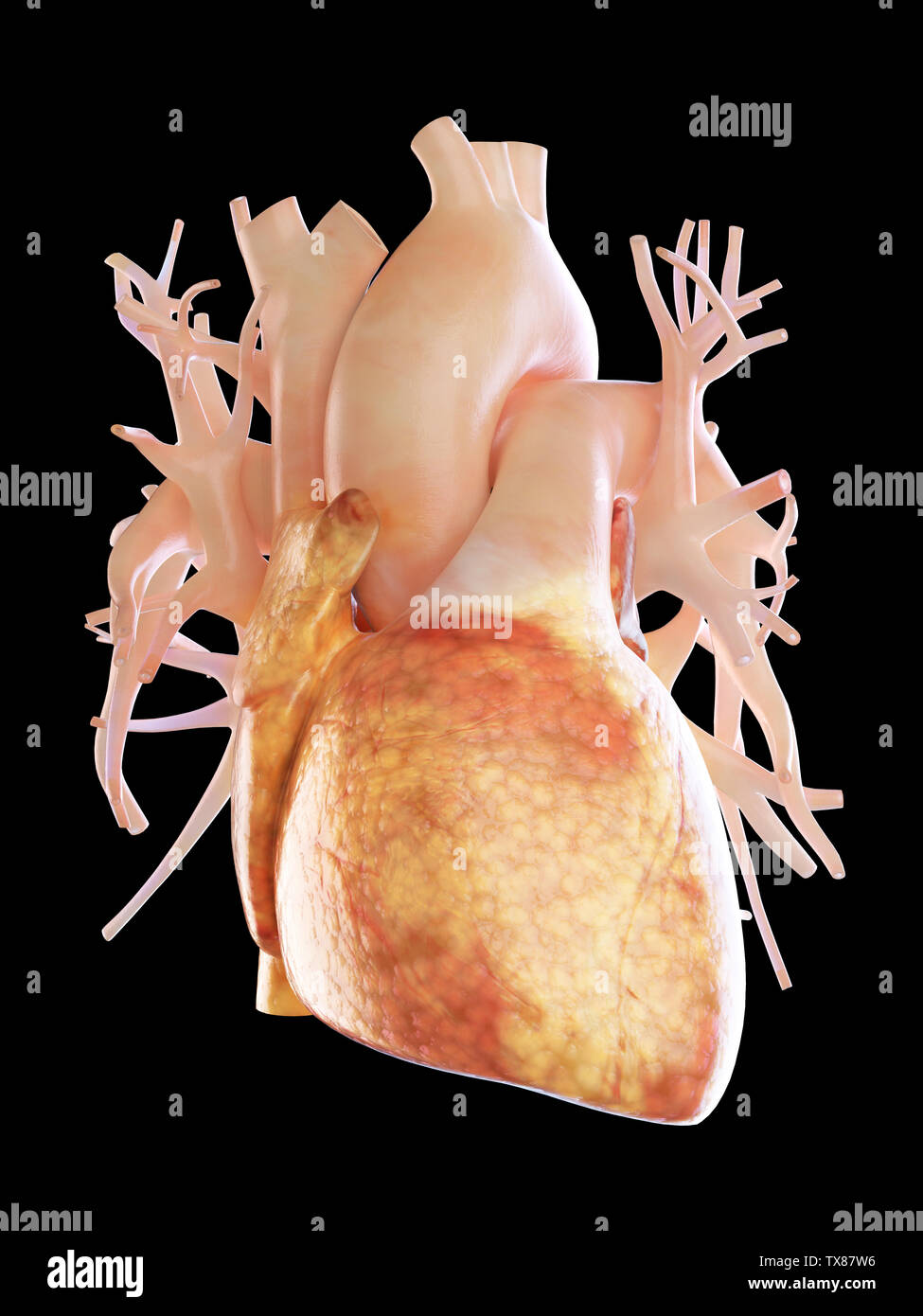 3d human body fat heart hi-res stock photography and images - Alamy