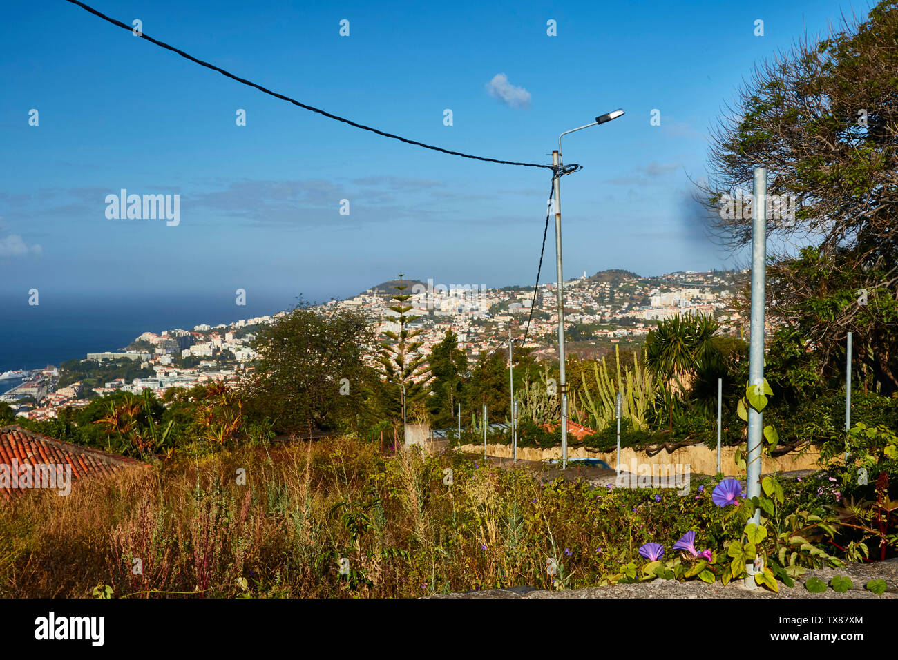 Wild Purple Bindweed in Madeira's summer sunshine, Funchal, Madeira ...