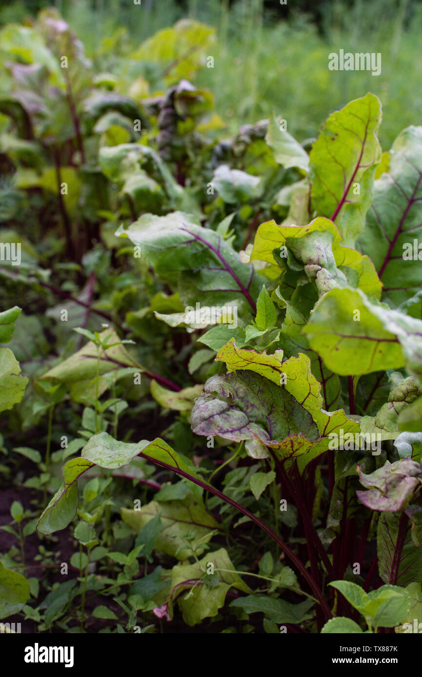 Garden beds of beetroot , fresh young vegetables from the garden Stock ...