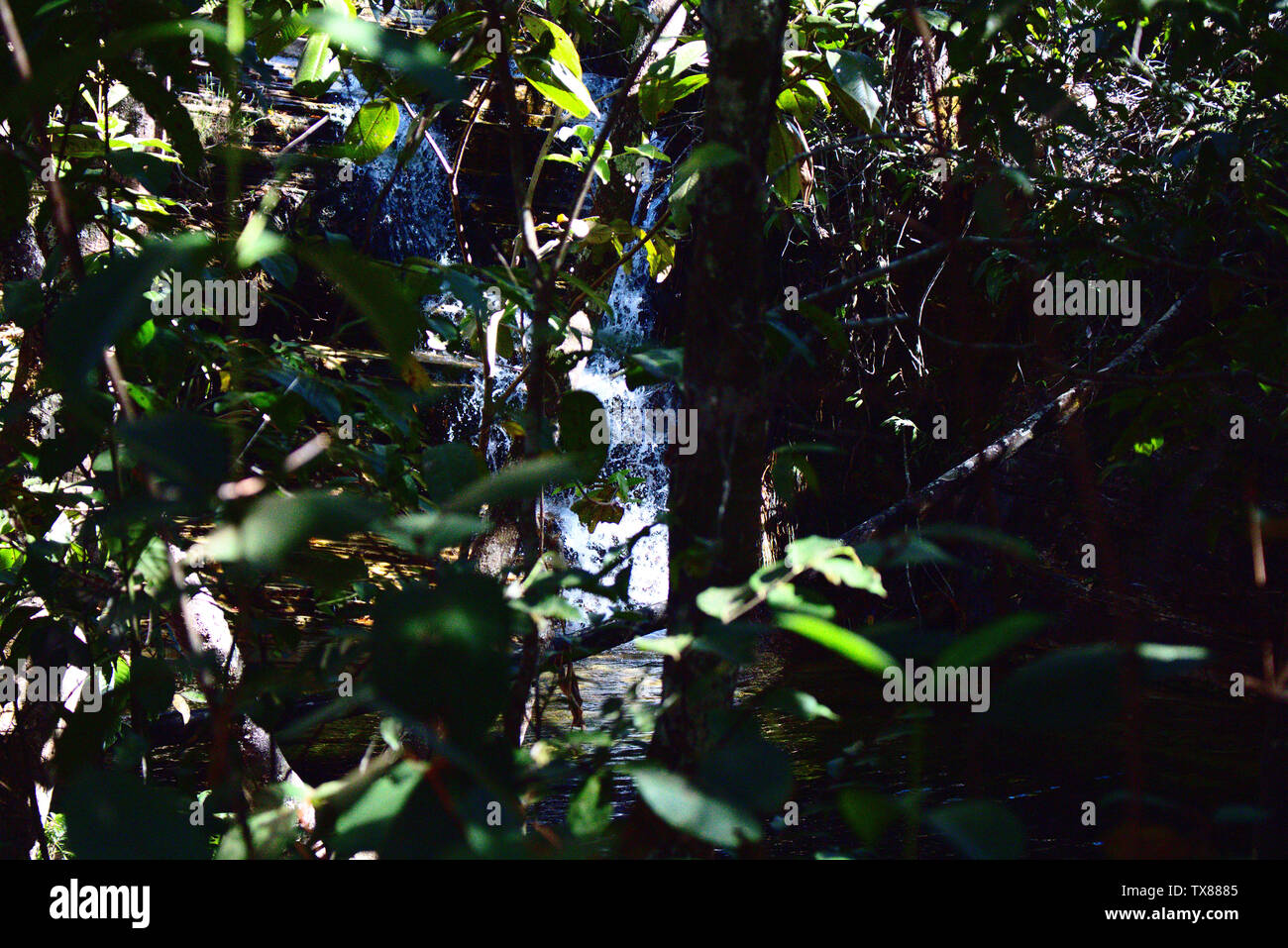 Textures of Brazilian Savanna Stock Photo - Alamy