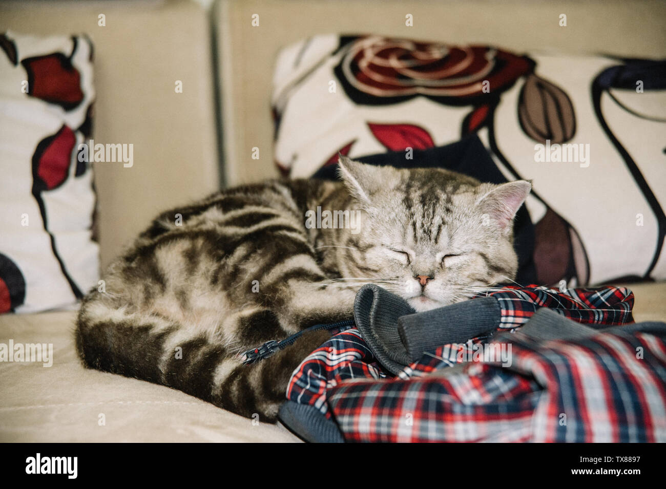 Home cute beautiful short tabby cat, soft body, yoga animal, sleeping ...
