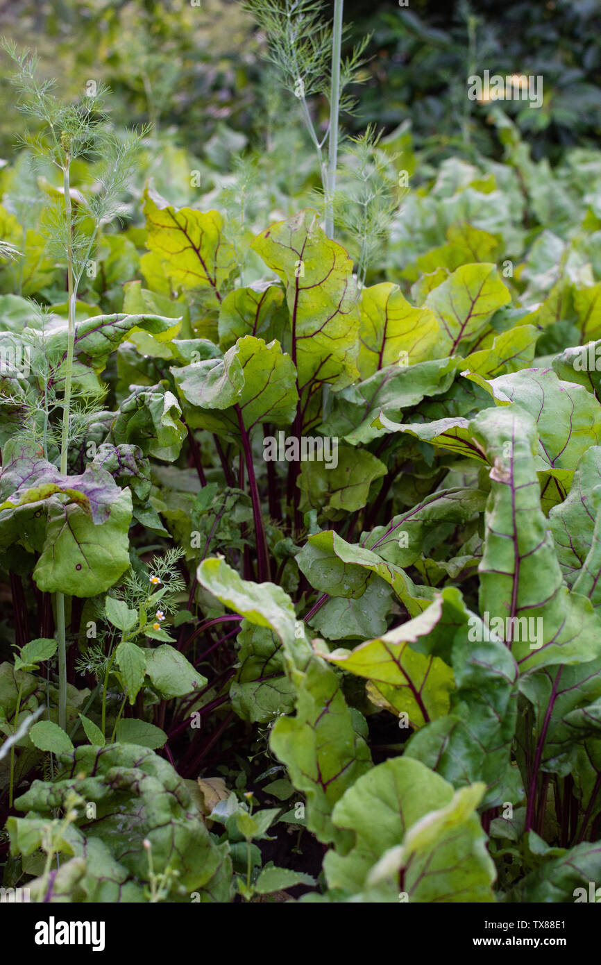 Garden beds of beetroot , fresh young vegetables from the garden Stock ...