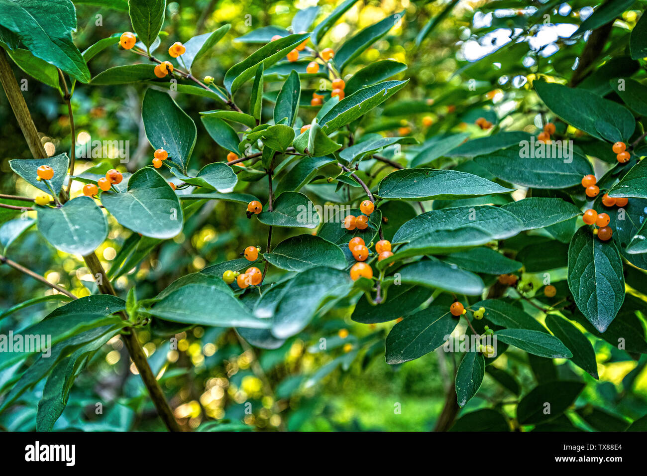 Italy Piedmont Turin Valentino botanical garden - Tree Grove -orange ...
