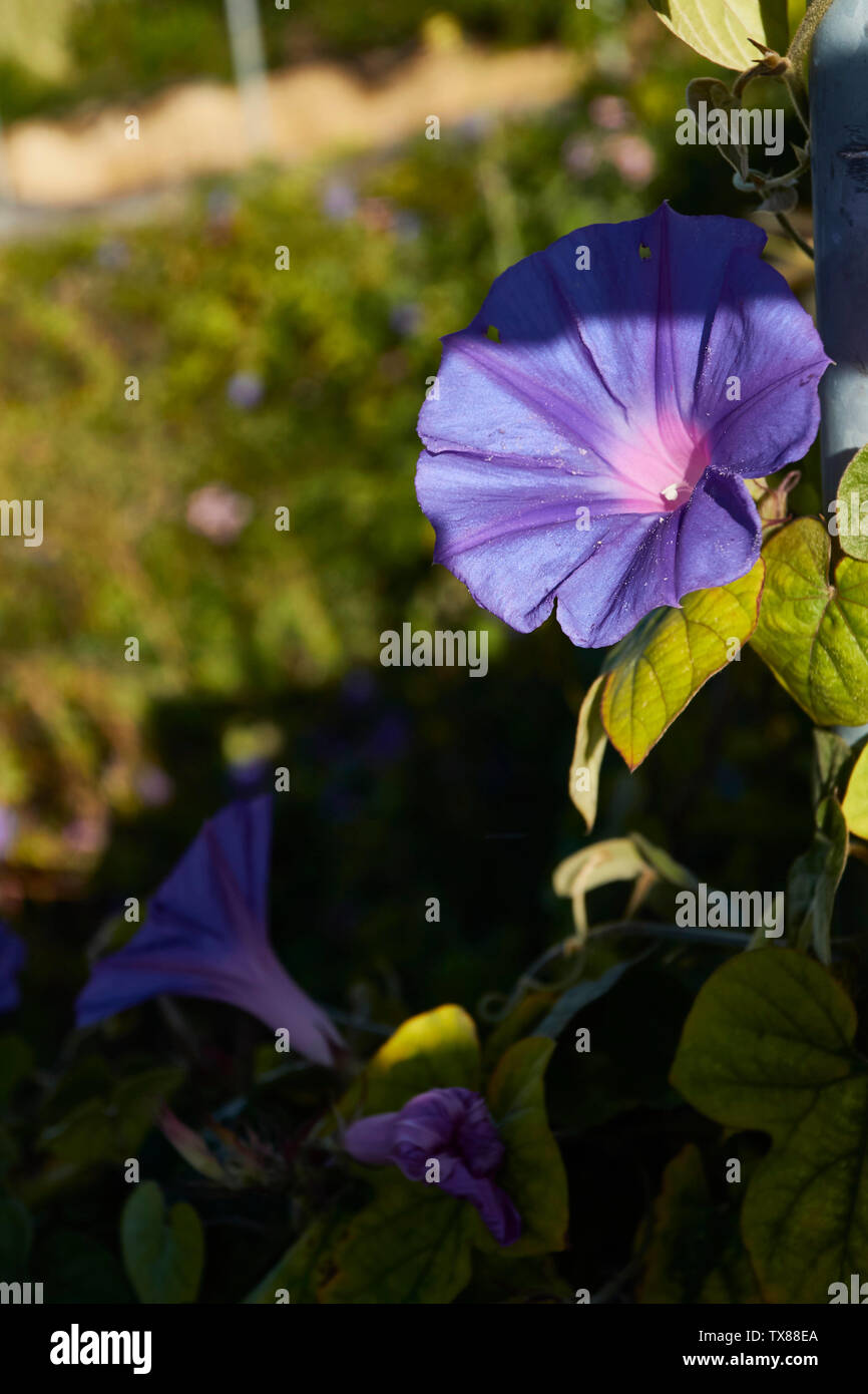 Wild Purple Bindweed in Madeira's summer sunshine, Funchal, Madeira ...