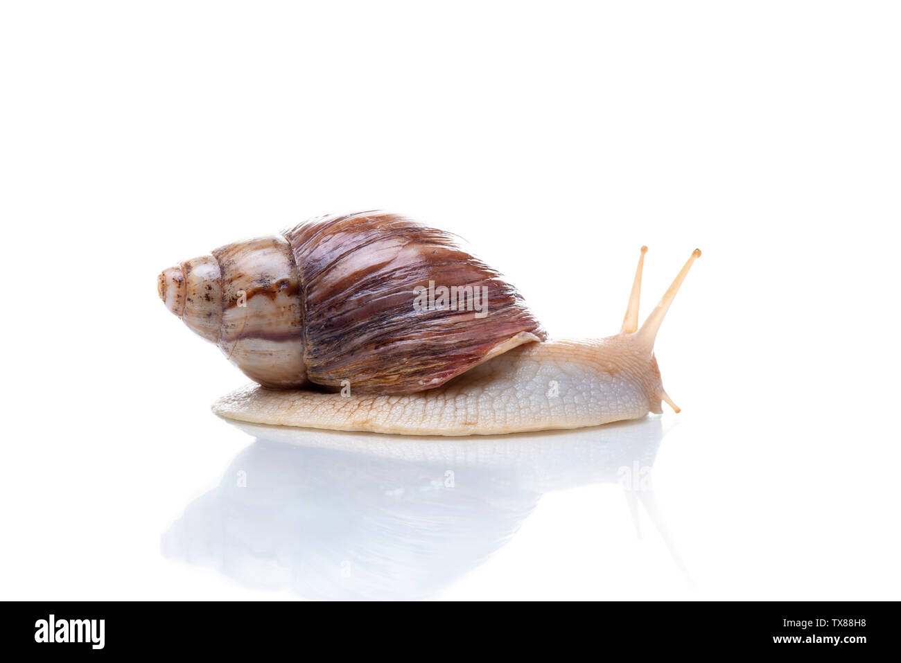 Akhatina snail close up isolated on white background. Concept collagen ...