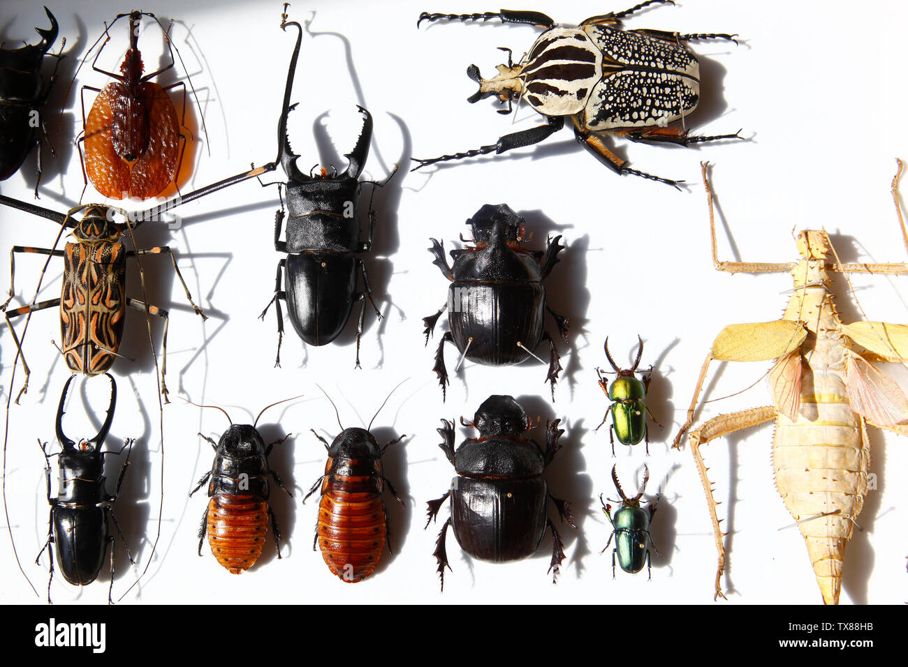 Arranged specimens hi-res stock photography and images - Alamy