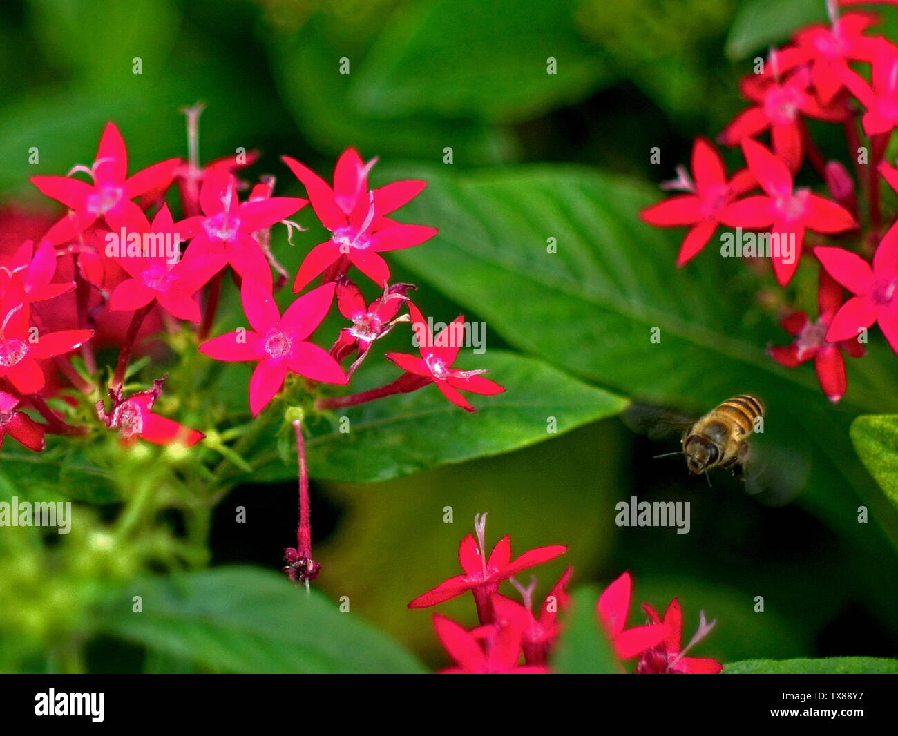 Five star flowers flowers and nature plants hi-res stock photography ...