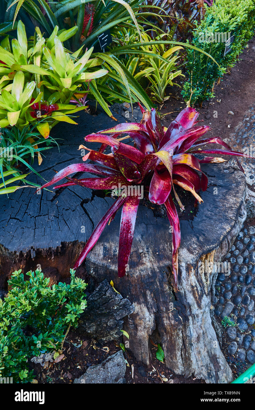 Funchal spring flora, Madeira, Portugal, European Union Stock Photo - Alamy