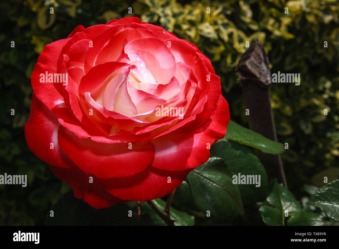 Red flower in a garden Stock Photo - Alamy