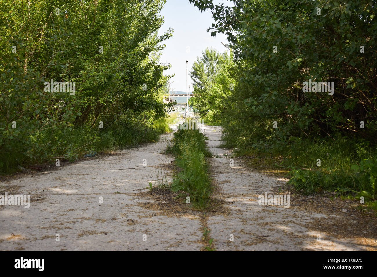 Abandoned asphalt cracked road with overgrown plants and grass in the ...