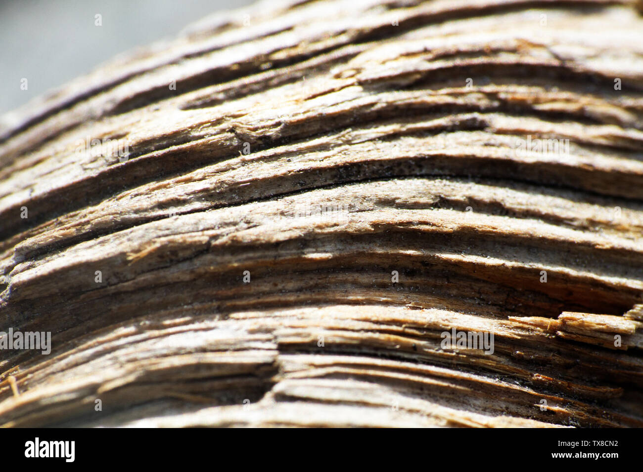 Wood Texture, Wooden Grain macro Background. channels in the wood under ...