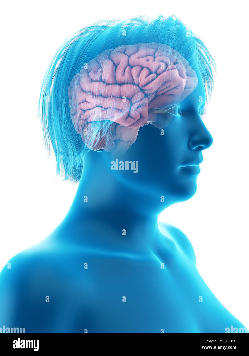 3d rendered medically accurate illustration of an obese womans brain ...
