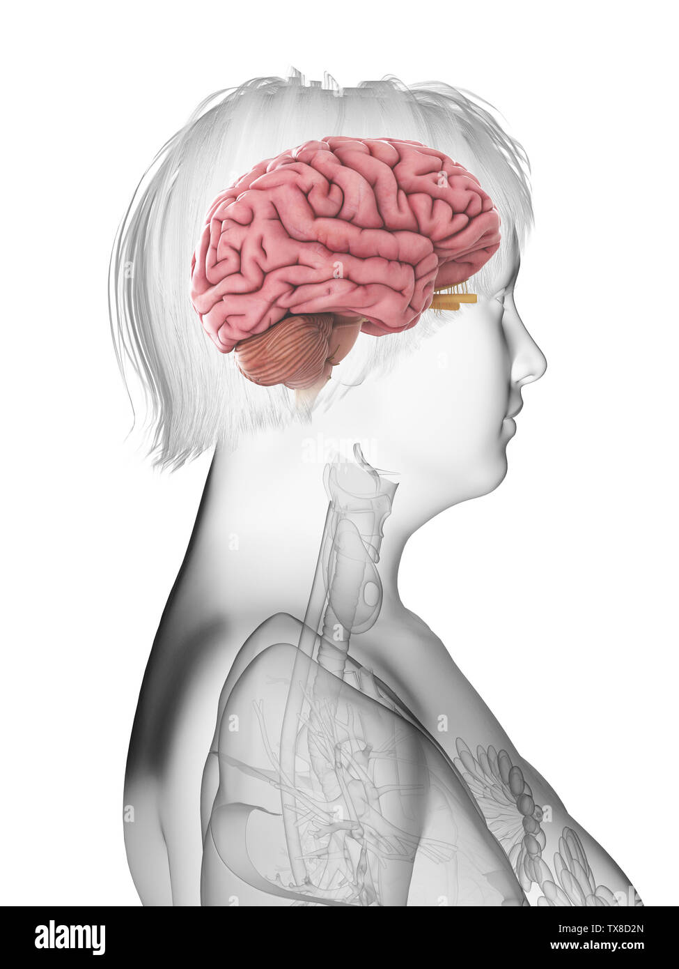 3d rendered medically accurate illustration of an obese womans brain ...