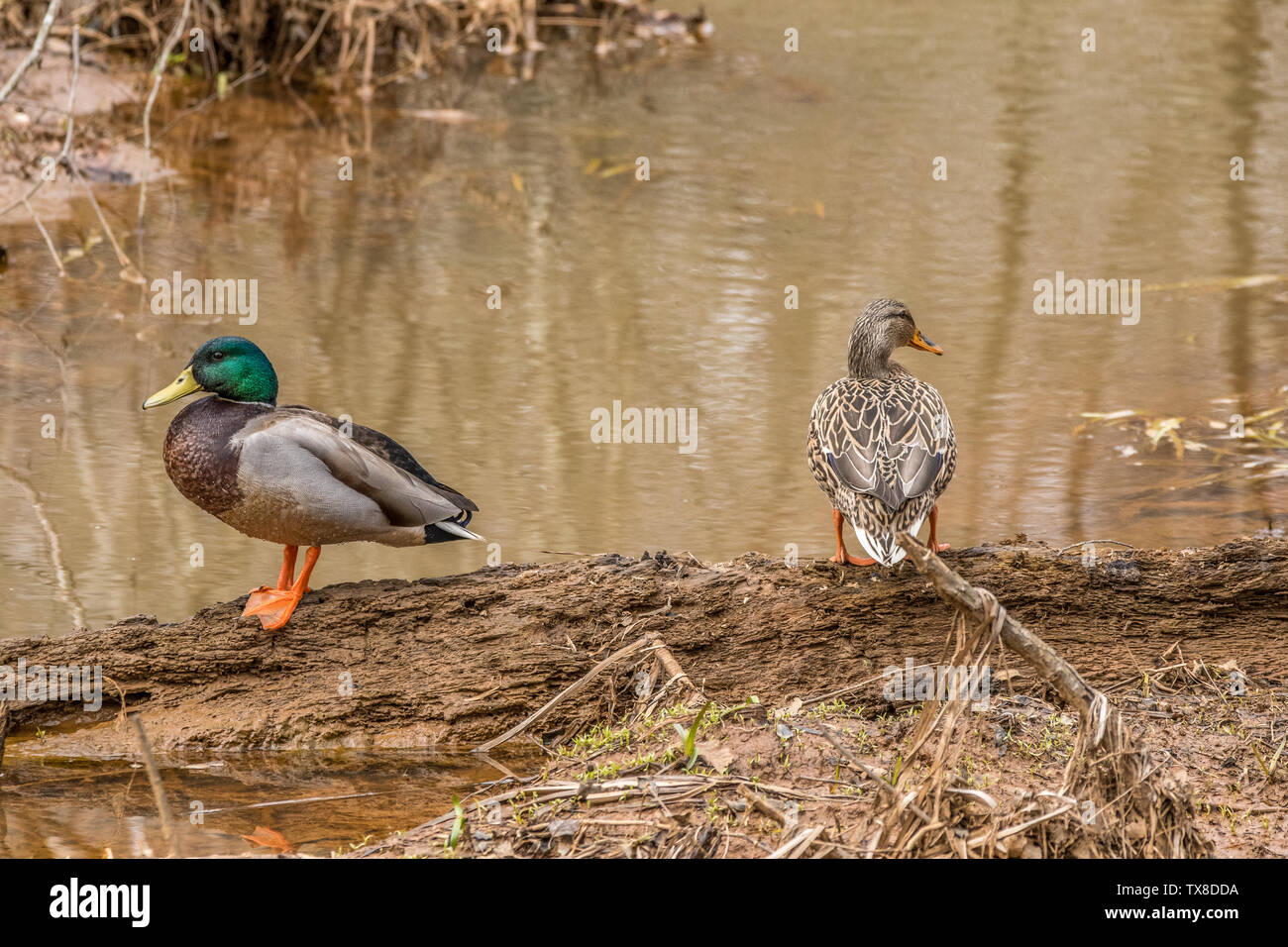 Two mallard ducks standing hi-res stock photography and images - Alamy