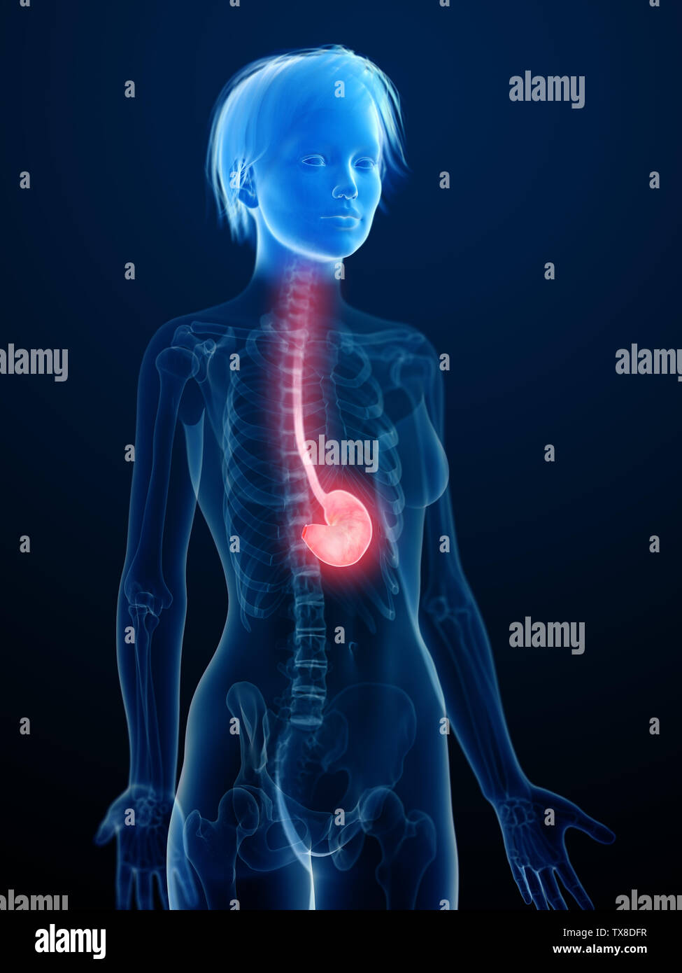 Stomach Injury Stock Photos & Stomach Injury Stock Images - Alamy