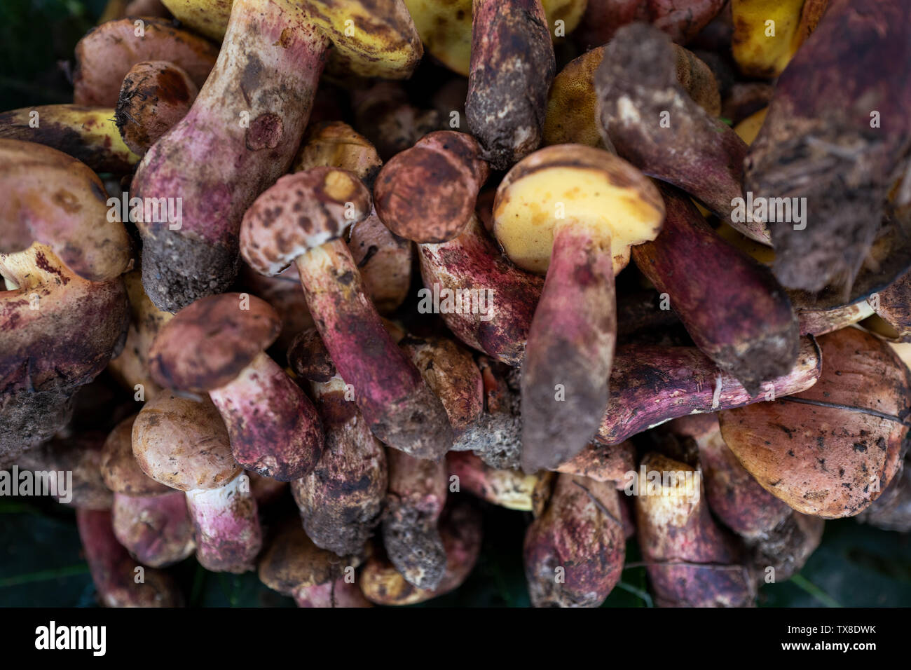 Fresh wild edible bacteria with dirt Stock Photo - Alamy
