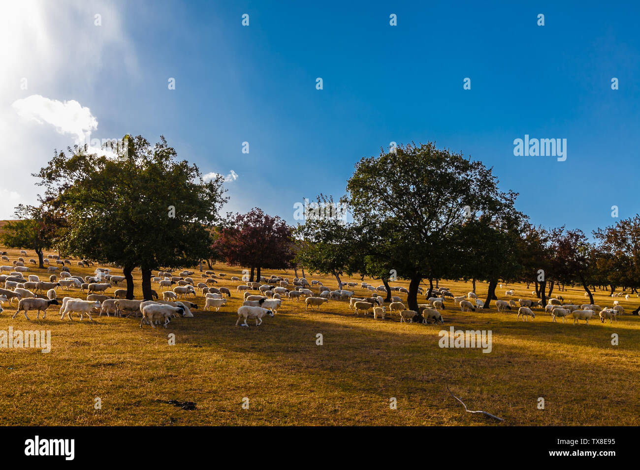 Autumn scenery of maple trees in Xilingol prairie, Inner Mongolia Stock ...