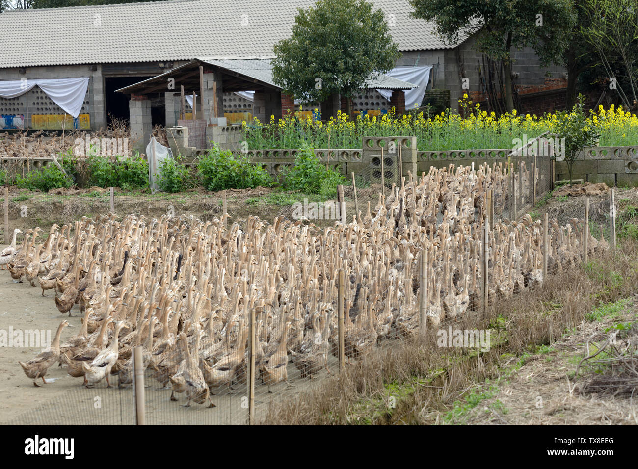 Farmer-raised ducks and ducks Stock Photo - Alamy
