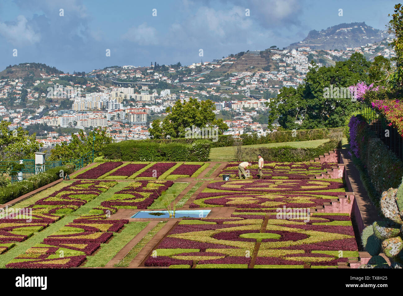 Flora at the Madeira Botanical Garden, Funchal, Madeira, Portugal ...