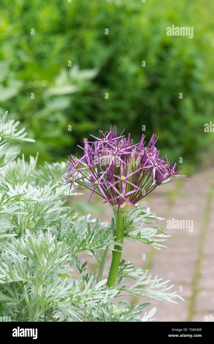 Allium cristophii. Star of persia flower in an English garden border ...