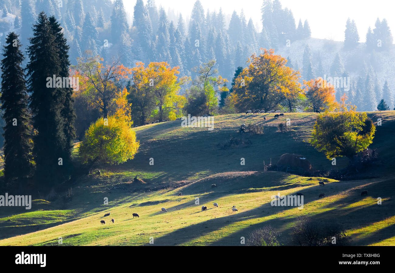 All of the images are from Narathi grassland, Turgen apricot flower ...