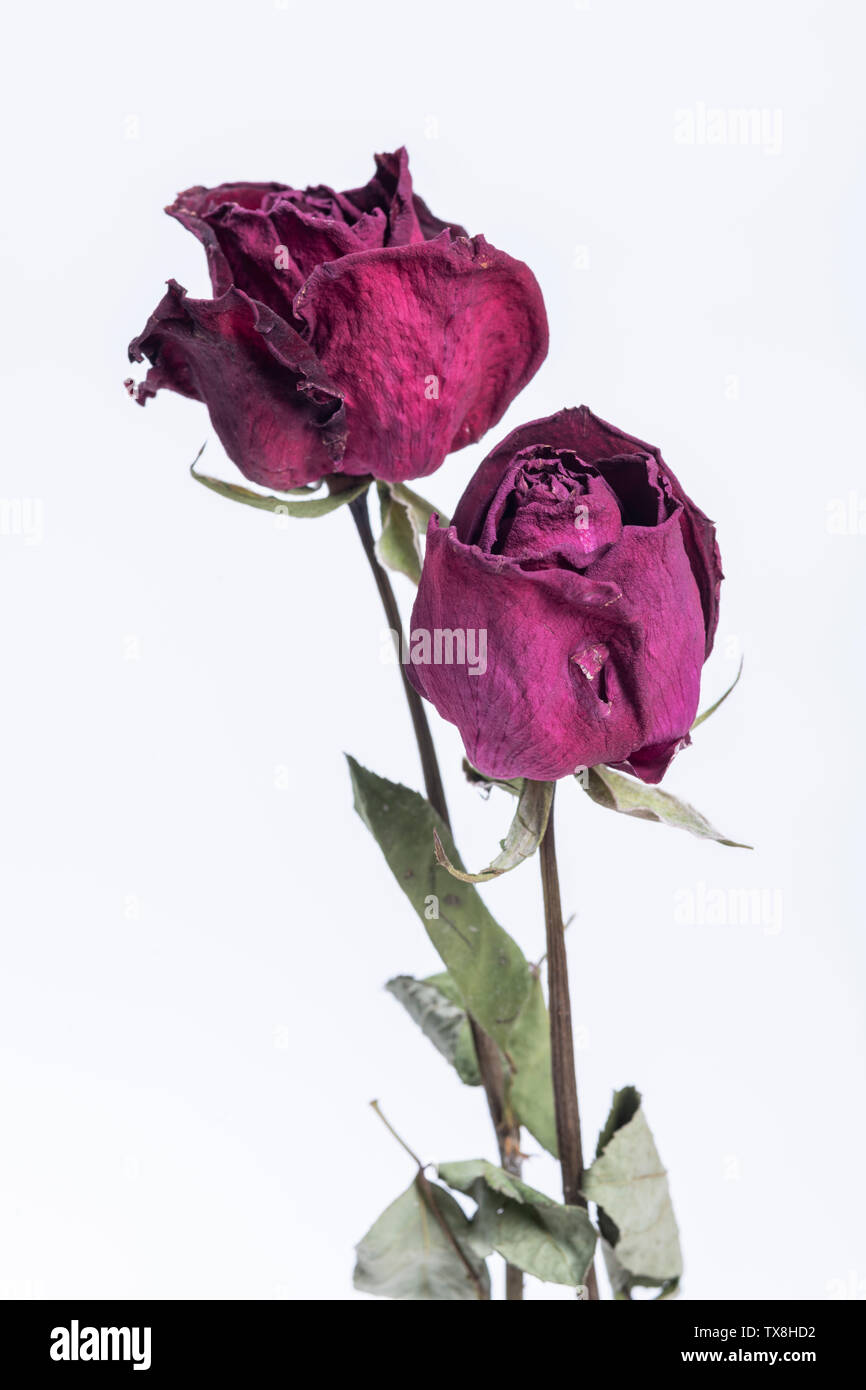 The wilting rose Stock Photo - Alamy