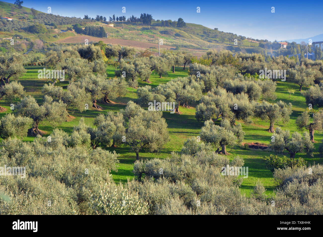 Olive groves in the countryside of southern Italy Stock Photo - Alamy
