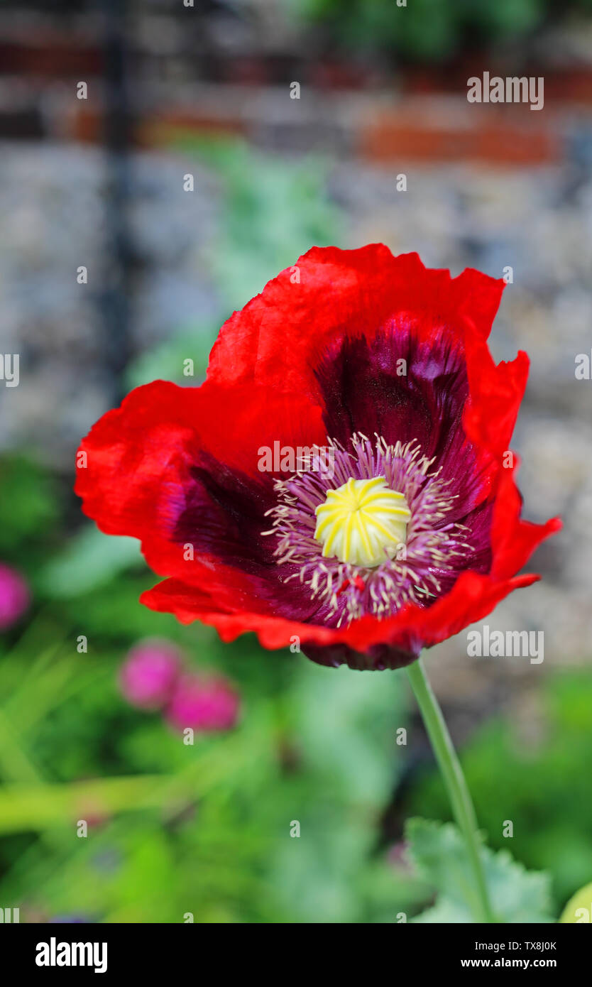 A red poppy (Papaveroideae) grows in an English country garden Stock ...