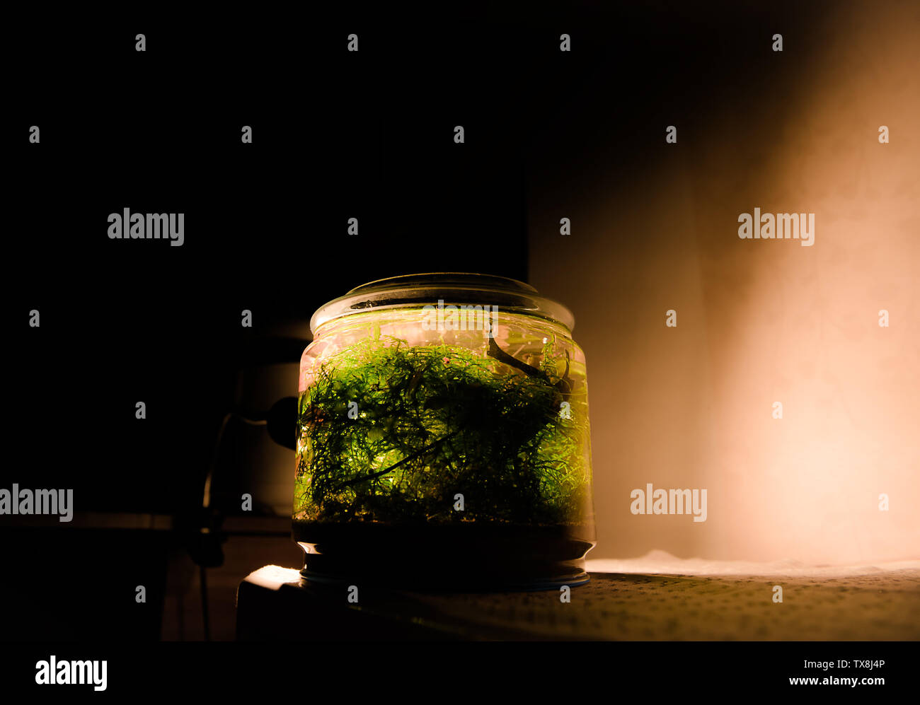 The small water grass tank at home Stock Photo - Alamy