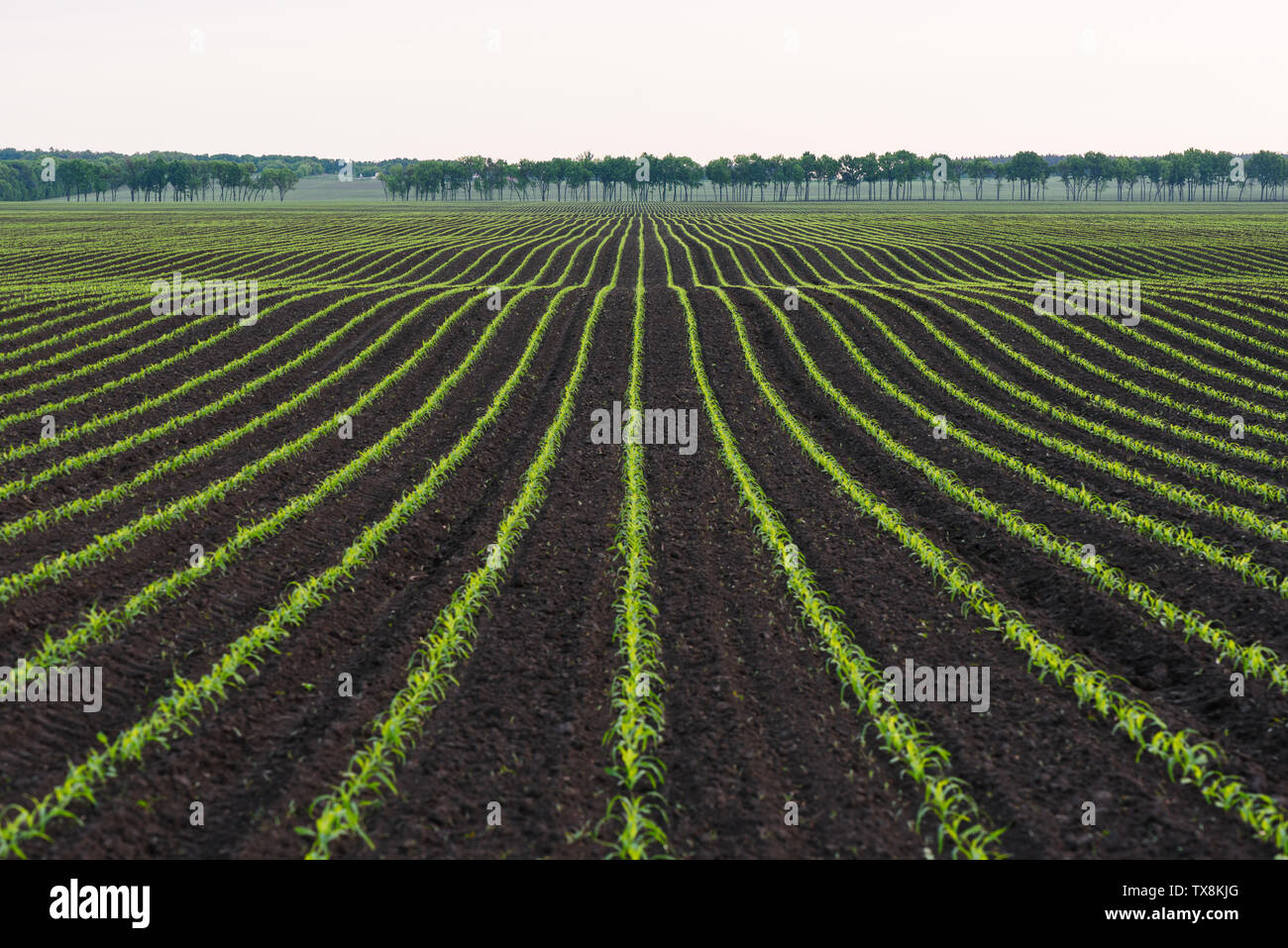 Corn line hi-res stock photography and images - Alamy