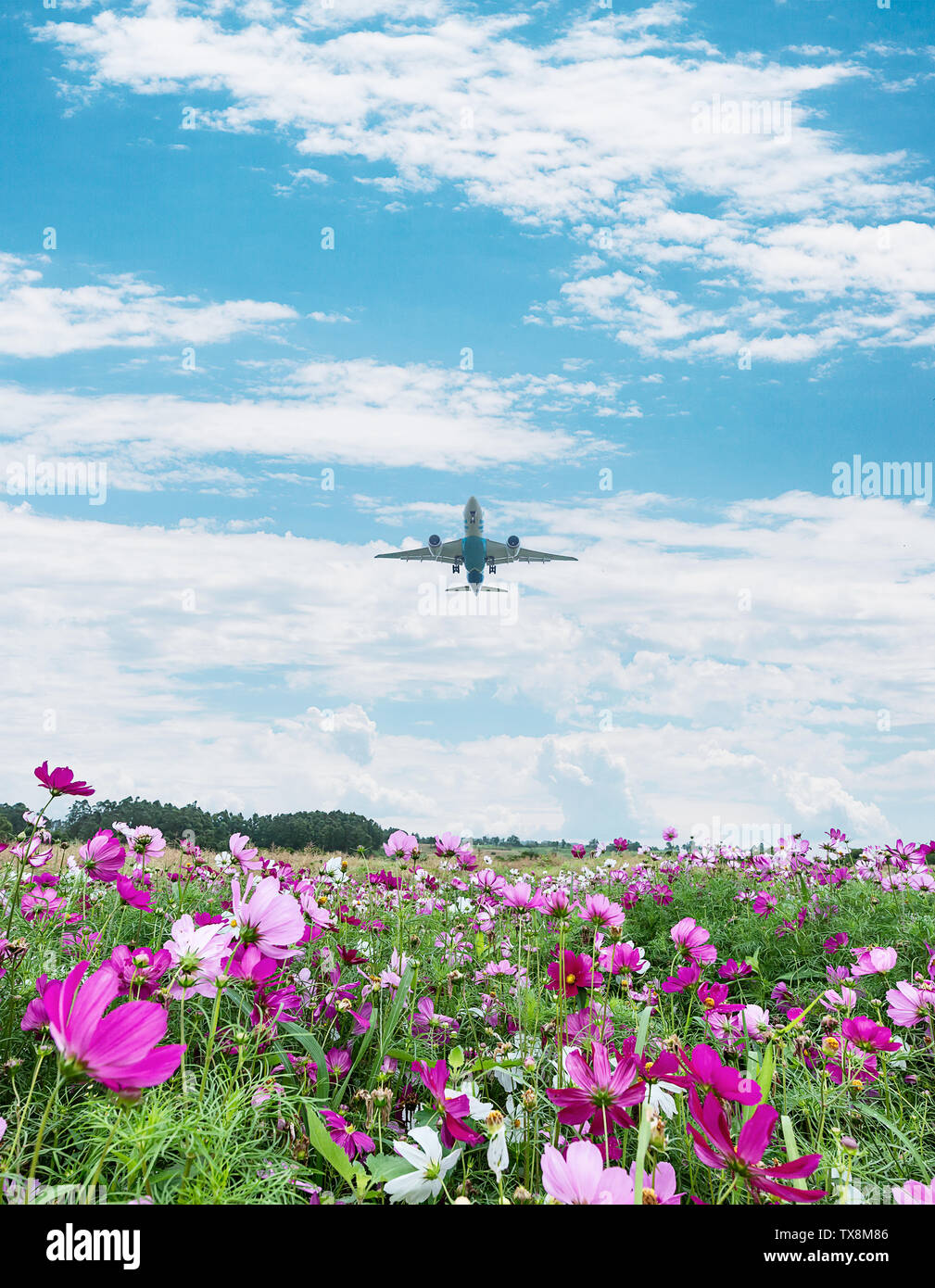 Airport flower field. Chengdu a new net red punch card mecca Stock ...