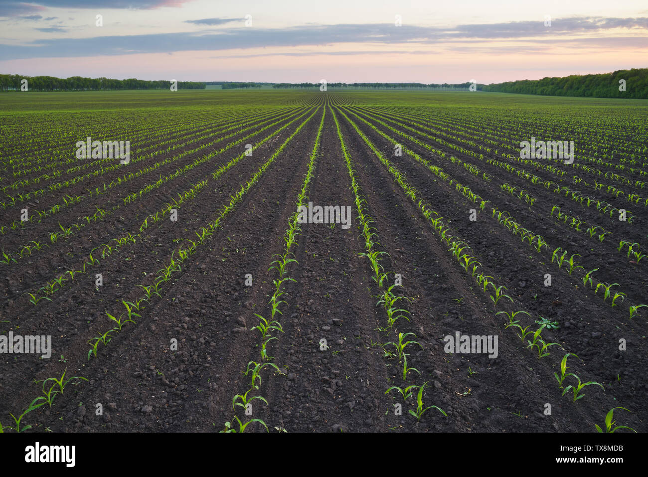 Corn field. The lines in nature. Morning landscape Stock Photo - Alamy