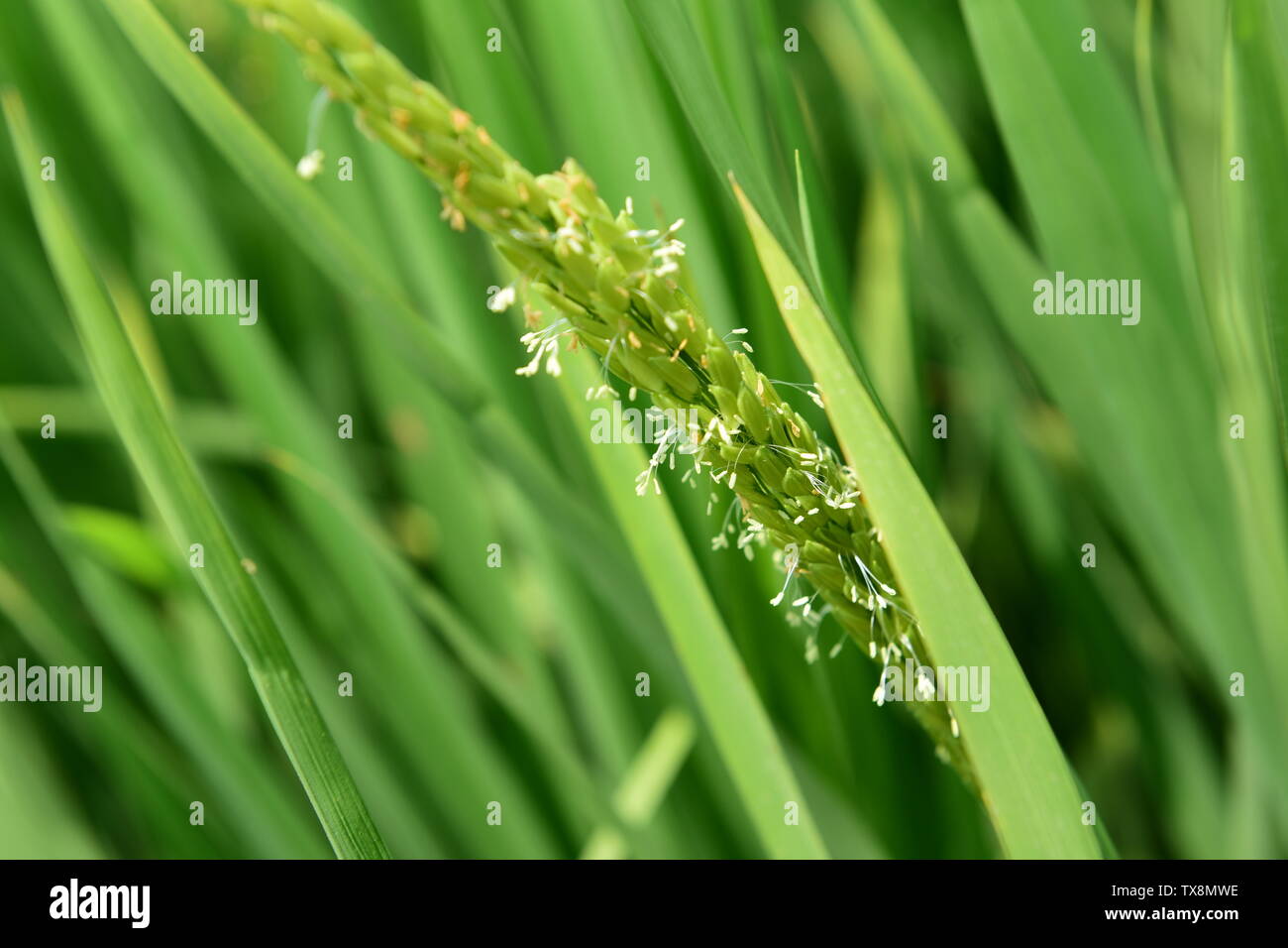 Rice spike paddy field, rice Stock Photo - Alamy