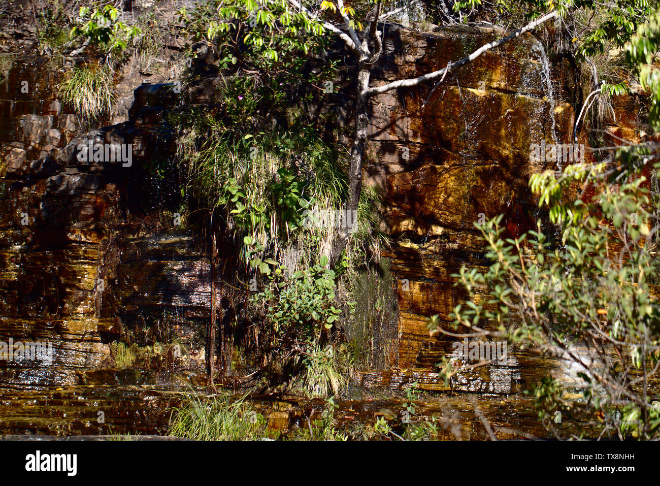 Textures of Brazilian Savanna Stock Photo - Alamy