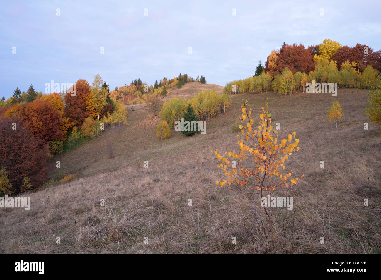 Beautiful autumn trees on the mountain slopes. Deciduous forest with ...