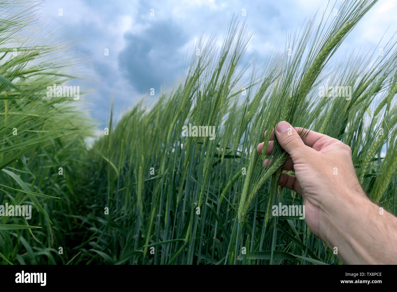 Barley plant hi-res stock photography and images - Alamy