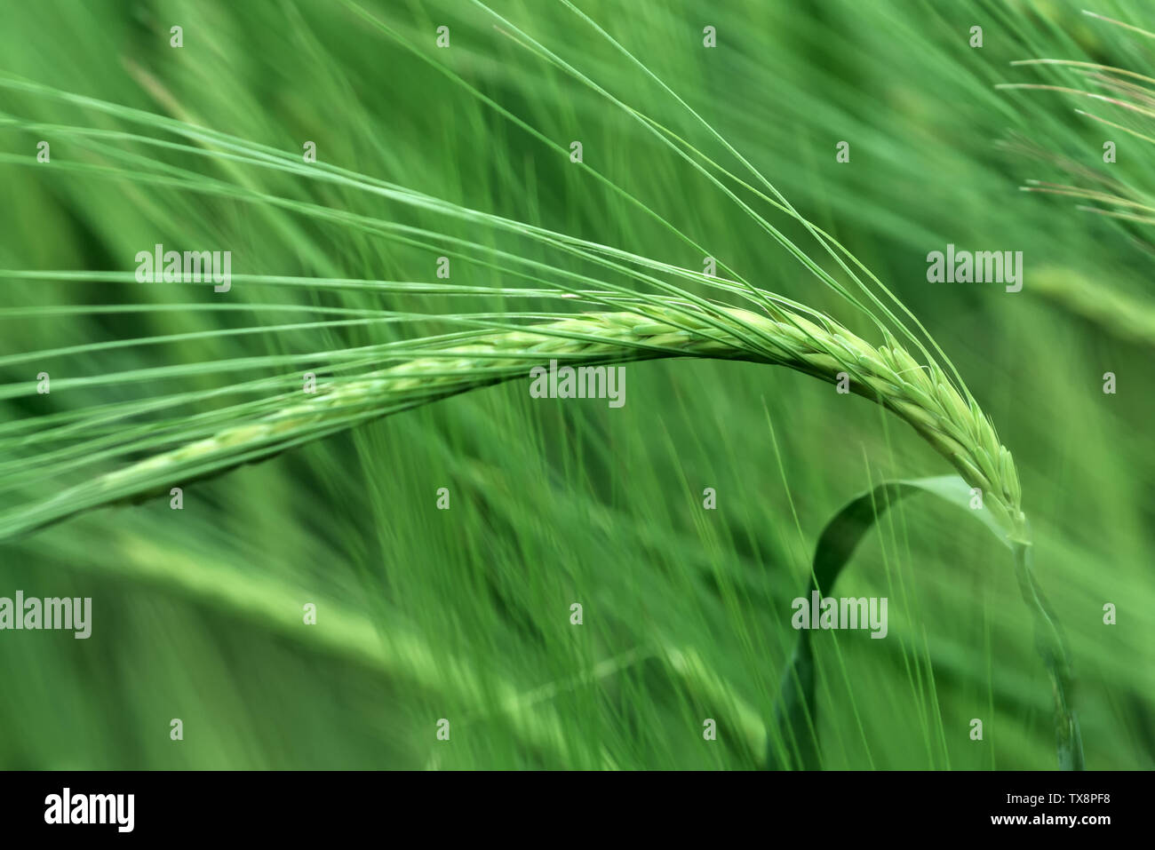Ears of barley hi-res stock photography and images - Alamy