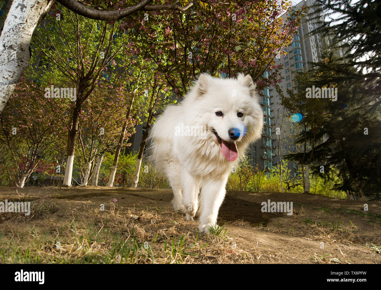 Multiple types of pet dogs Stock Photo - Alamy
