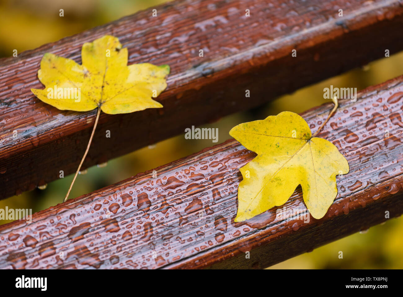 Bench leaves hi-res stock photography and images - Alamy