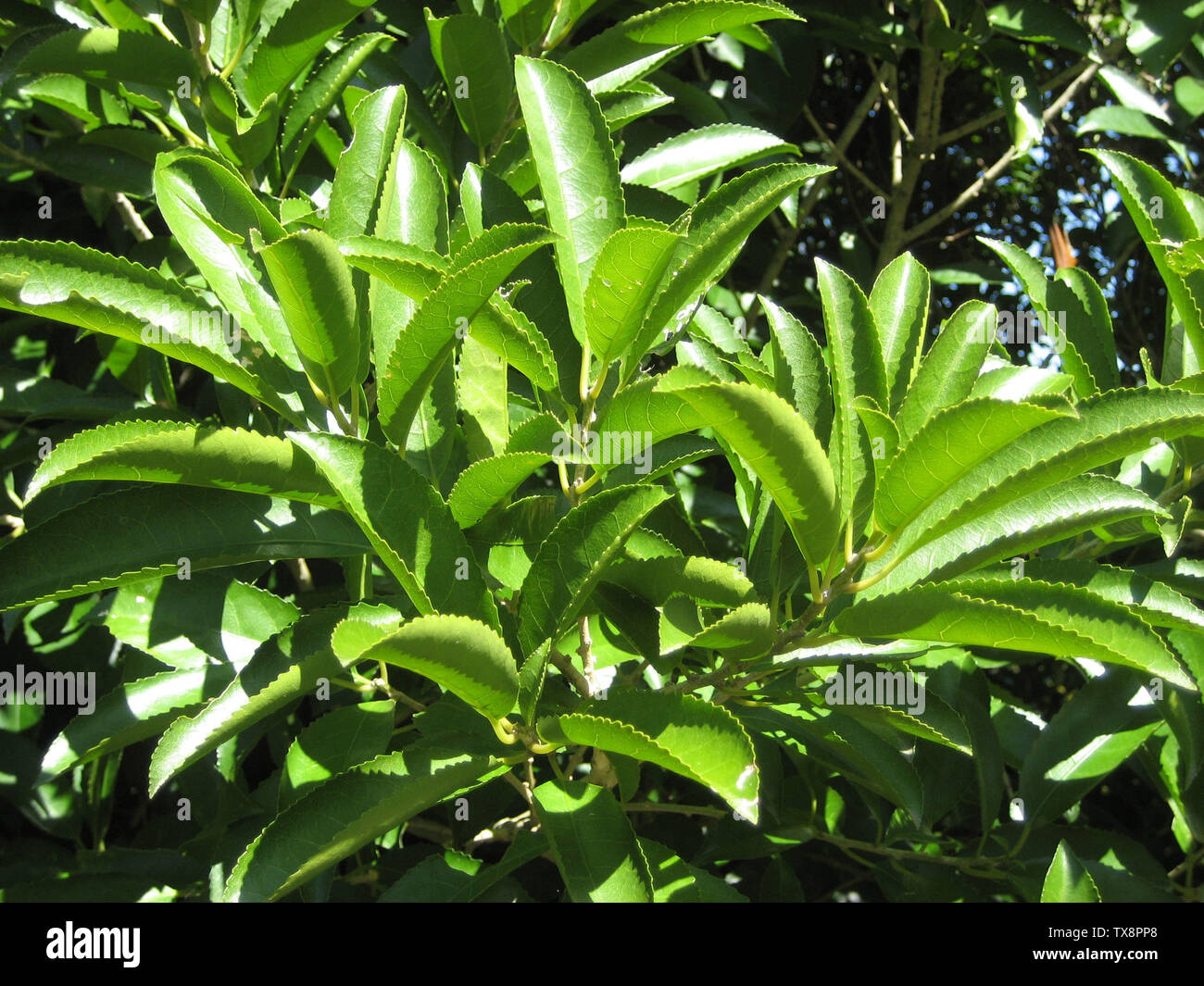 Mahoe hi-res stock photography and images - Alamy